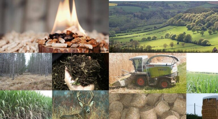 5 reasons to cultivate renewable biomass